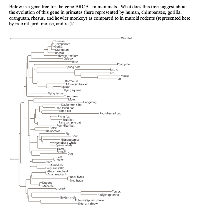 Solved Below is a gene tree for the gene BRCA1 in mammals. | Chegg.com