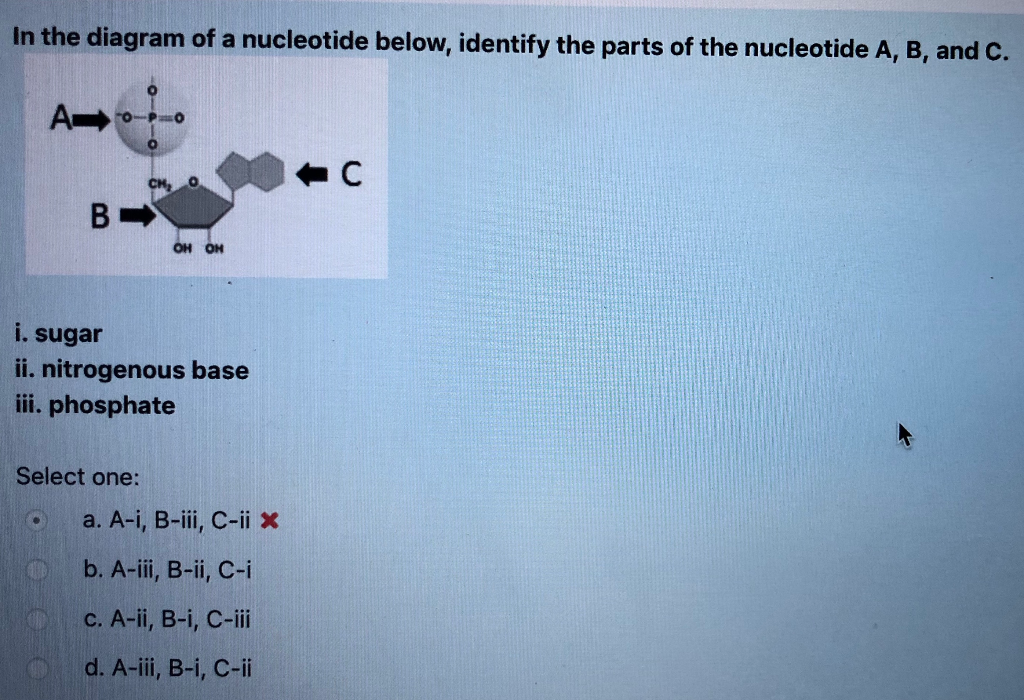 Solved In the diagram of a nucleotide below, identify the | Chegg.com