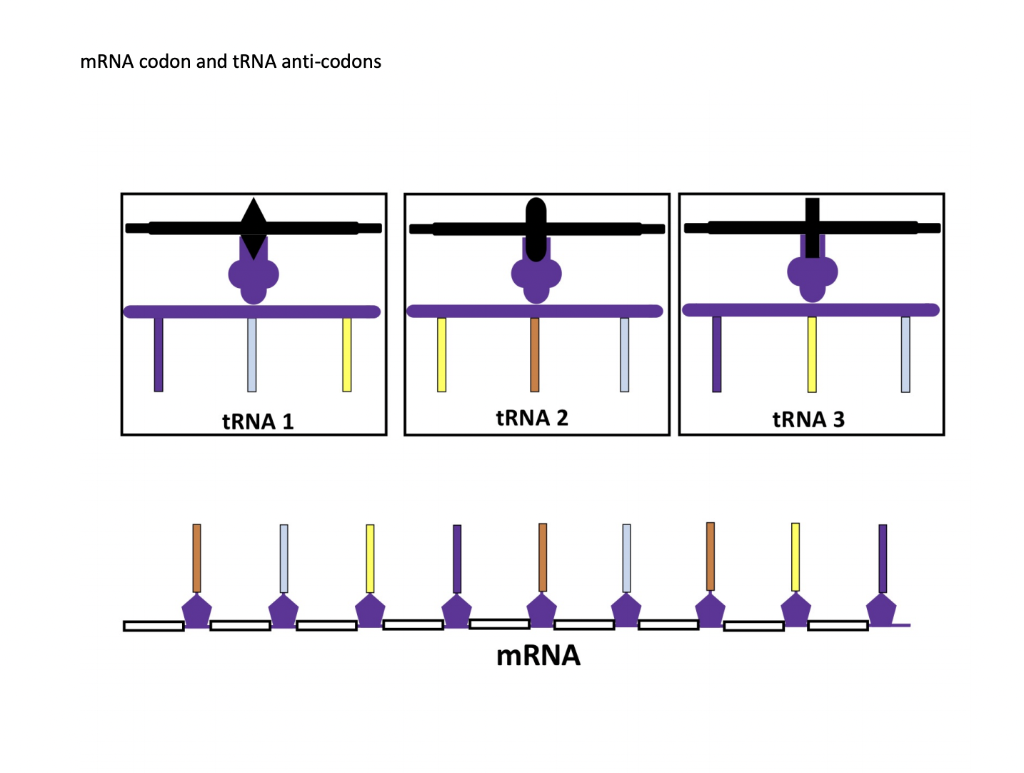 Solved Nucleotide Construction Phosphate Deoxyribose | Chegg.com
