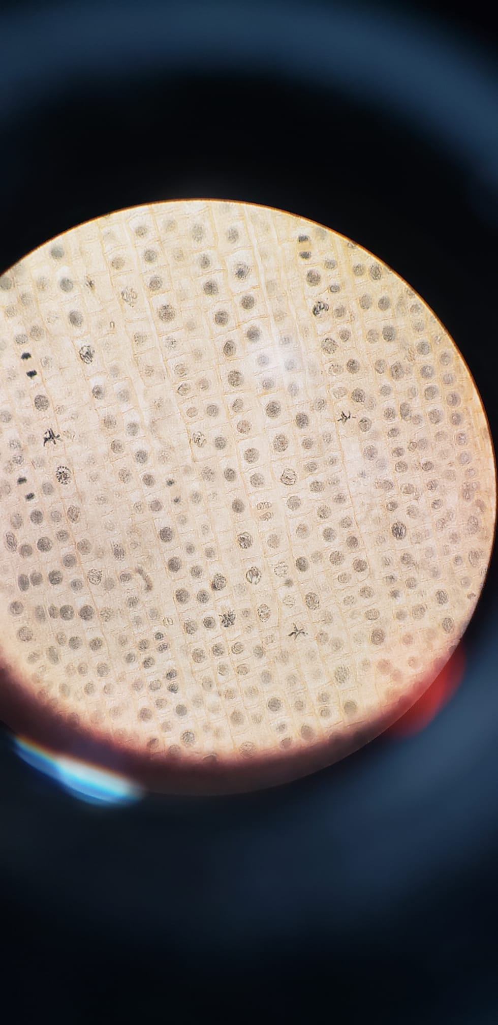 Solved What is the numbers in each cell in stage of the cell | Chegg.com