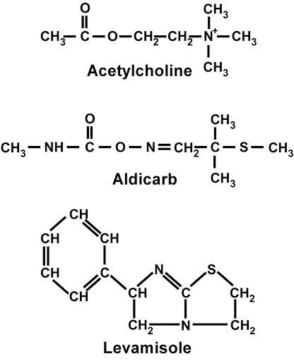 Solved acetyl cholie is a neurotransmitter that when | Chegg.com