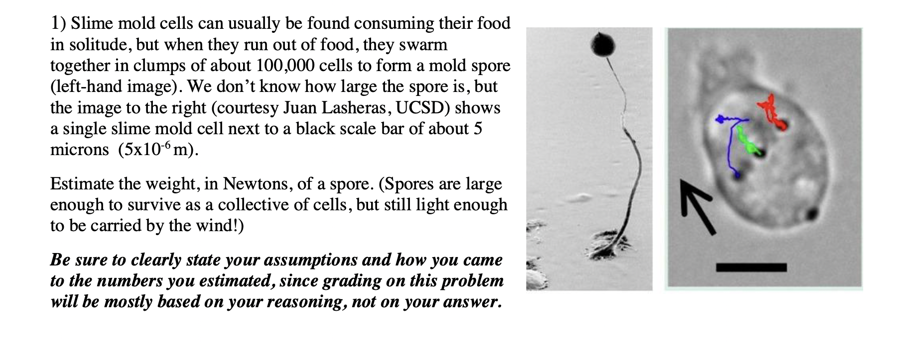 Solved 1) Slime mold cells can usually be found consuming | Chegg.com