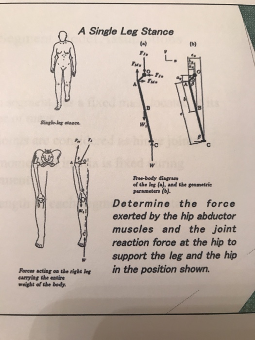 Solved Determine the force exerted by the hip abductor | Chegg.com
