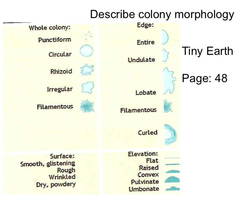 Solved Microbiology: Pick diverse colonies: Colony | Chegg.com