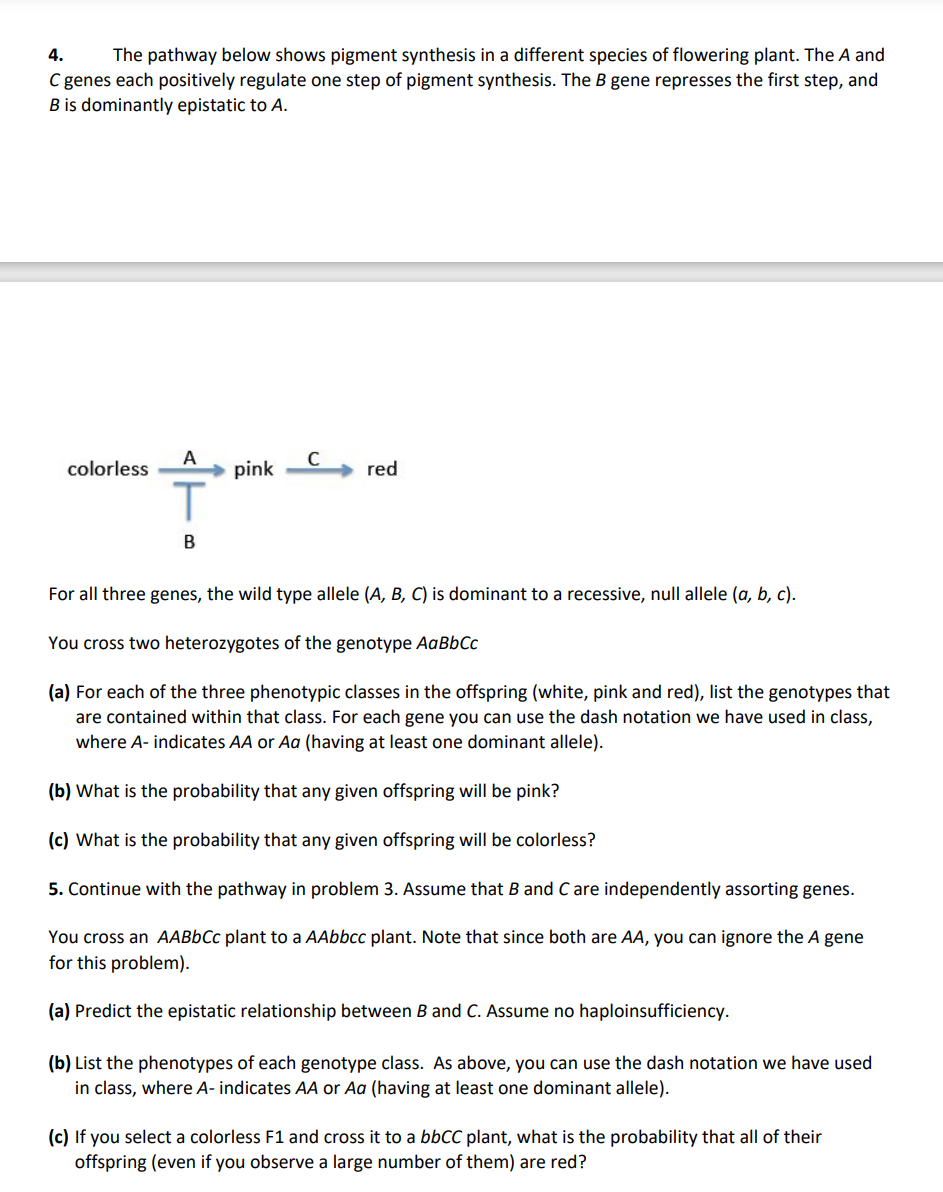 Solved 4. The pathway below shows pigment synthesis in a | Chegg.com