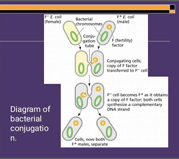 Solved Conjugation In conjugation, a bacterial cell with DNA | Chegg.com