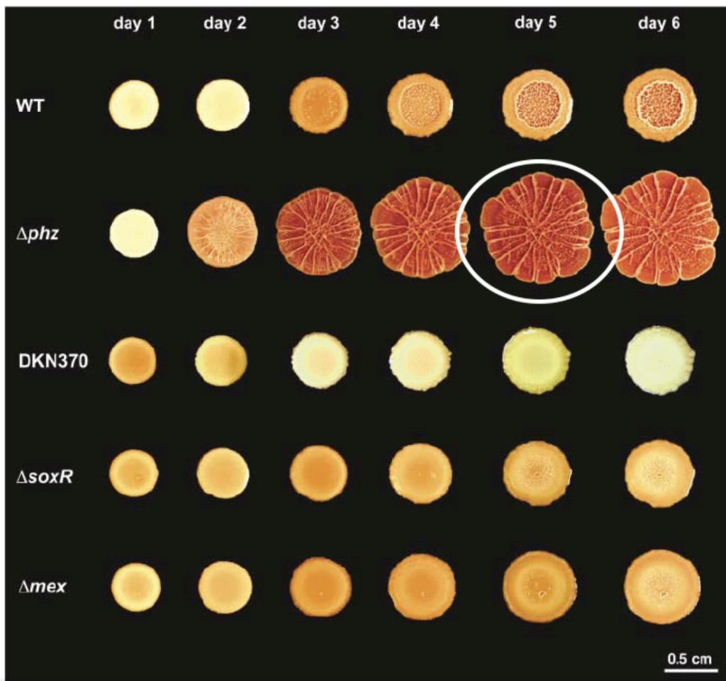 Pseudomonas Aeruginosa Colony Morphology