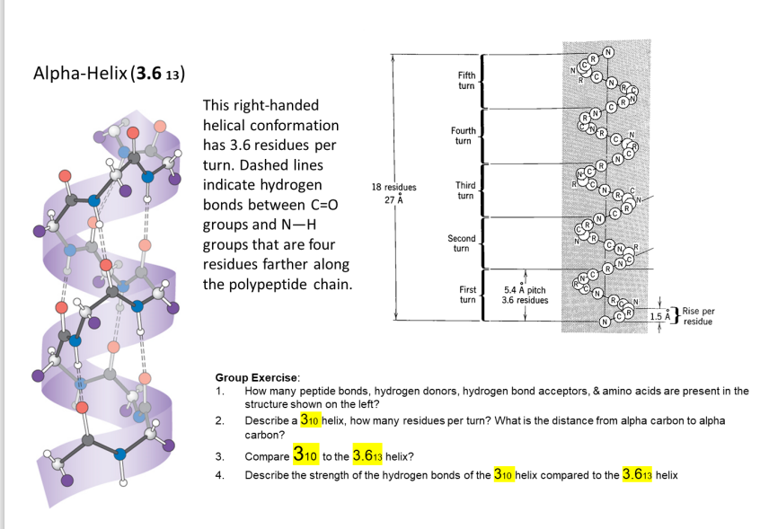 Alpha-Helix (3.6 13) This right-handed helical | Chegg.com