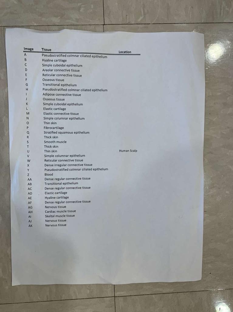 \begin{tabular}{ll} Image & Tissue \\ \hline A & | Chegg.com