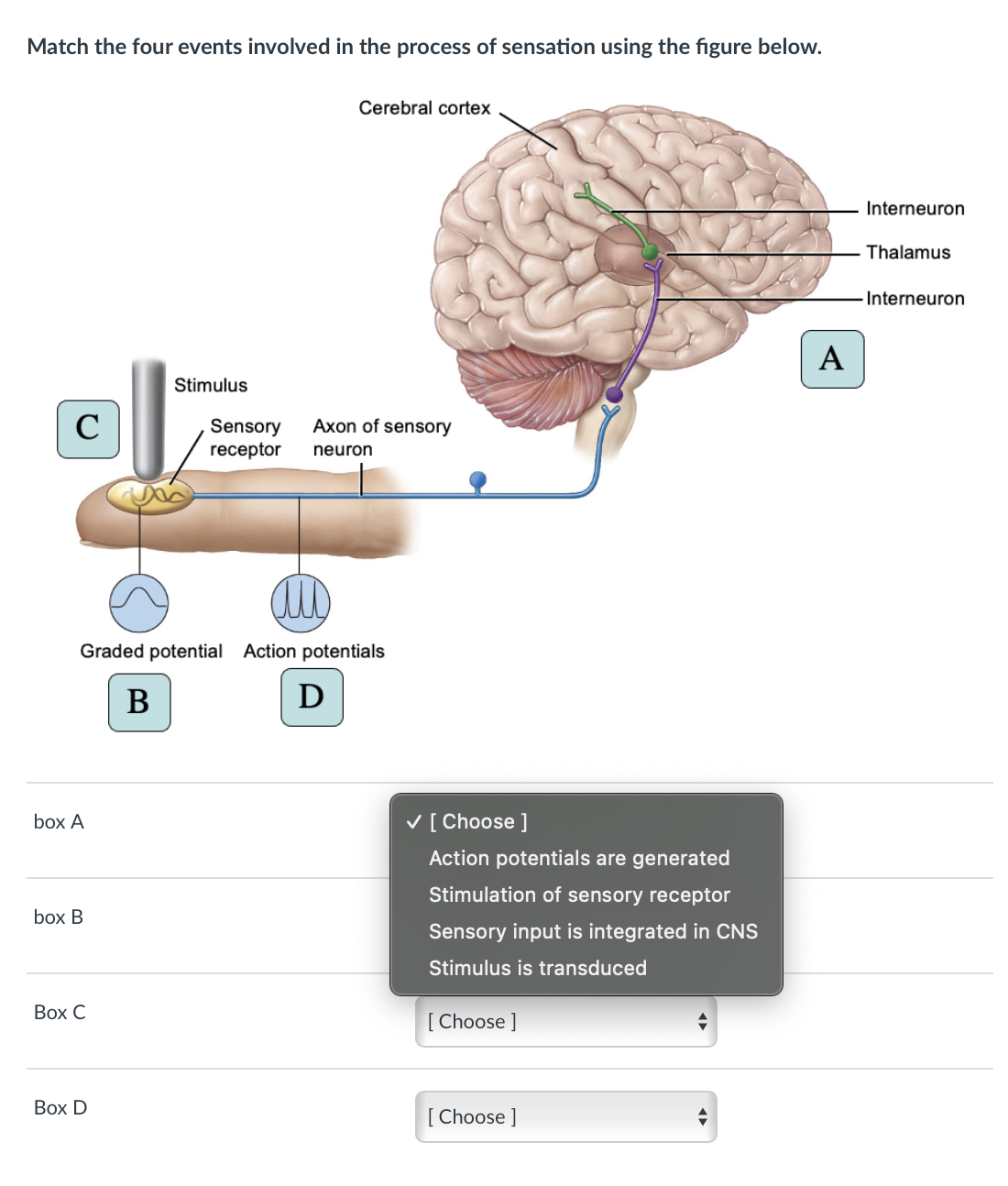Solved Match the four events involved in the process of | Chegg.com