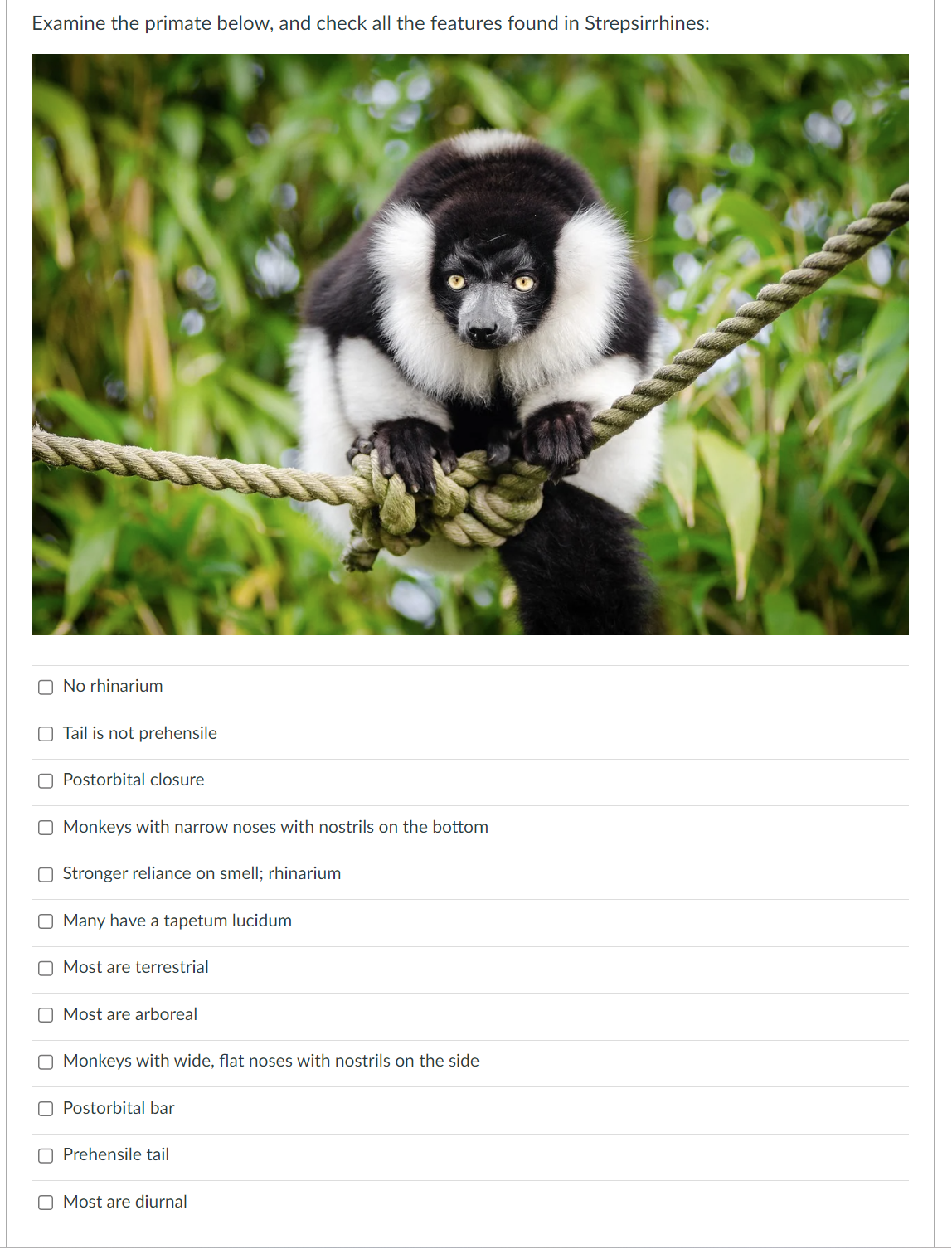 Solved Examine the primate below, and check all the features | Chegg.com