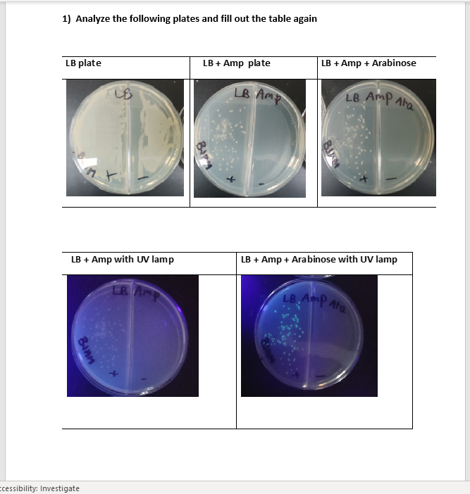 Solved 1) Analyze the following plates and fill out the | Chegg.com