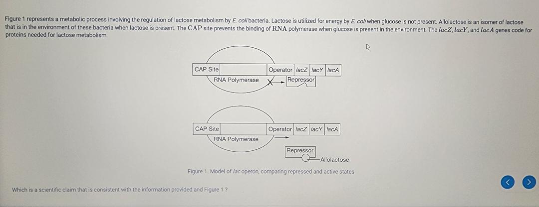 Solved proteins needed for lactose metabolism. Figure 1. | Chegg.com