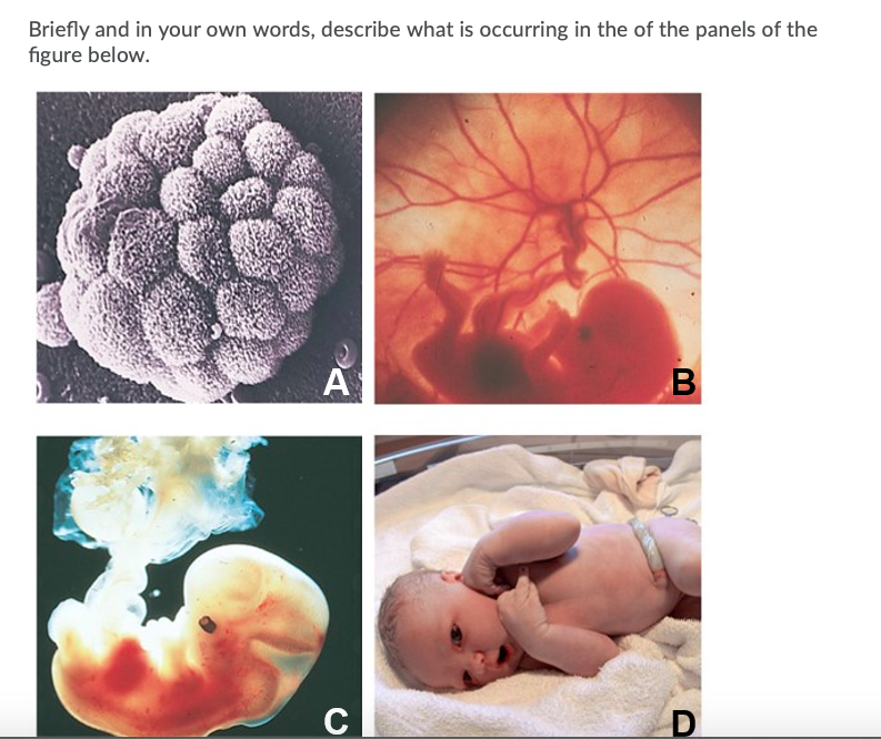 Solved Briefly and in your own words, describe what is | Chegg.com