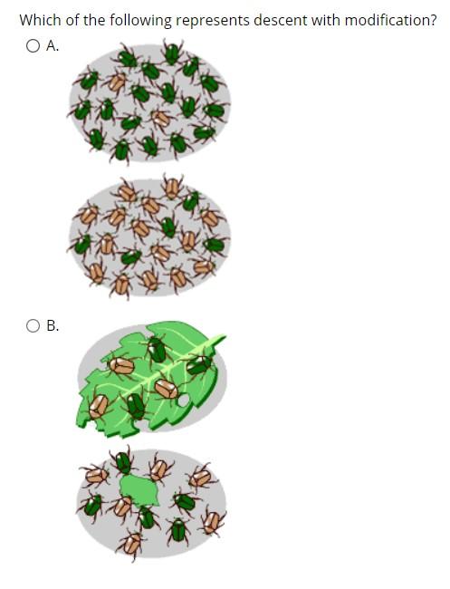 Solved Which of the following represents descent with | Chegg.com