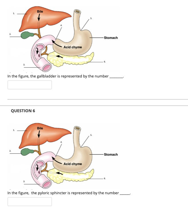 Solved Bile -Stomach Acid chyme In the figure, the | Chegg.com