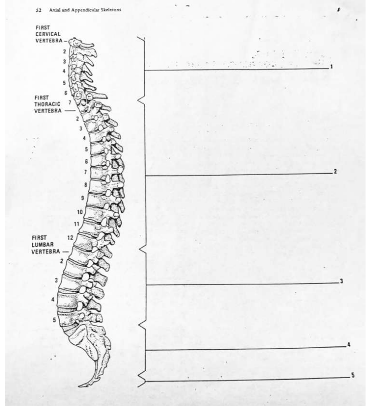 Vertebral Column Anatomy Worksheet