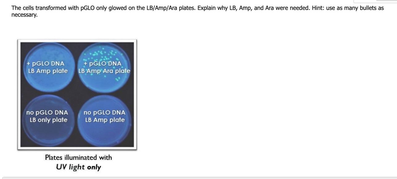 Solved The cells transformed with PGLO only glowed on the | Chegg.com