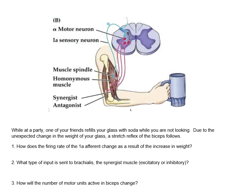 Solved (B) a Motor neuron la sensory neuron Muscle spindle | Chegg.com