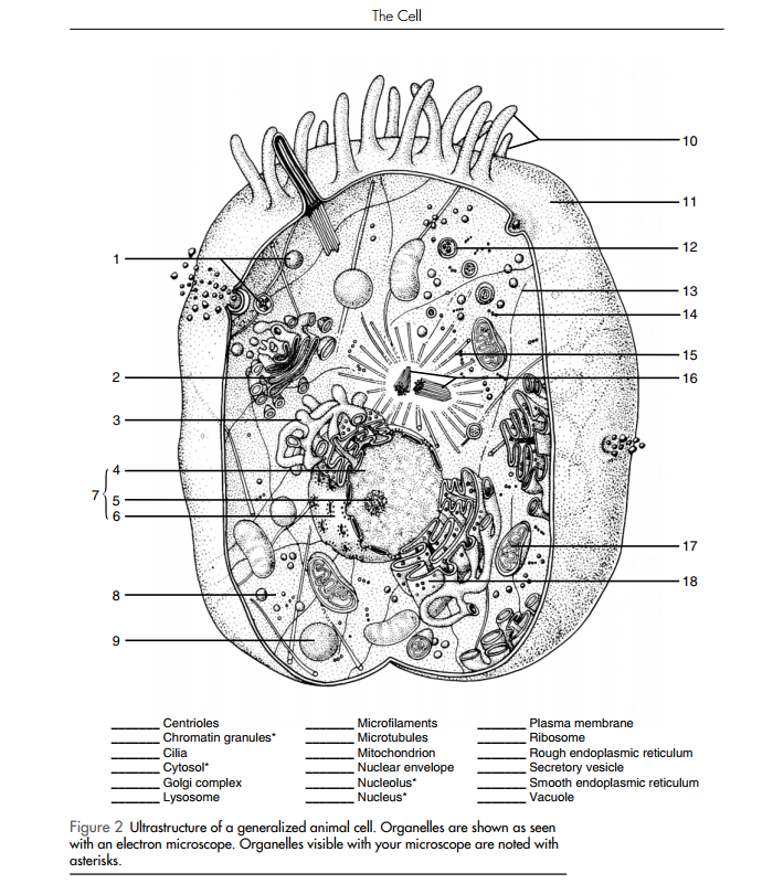 Vacuole Animal Cell Micrograph
