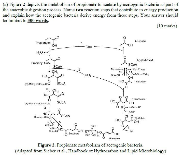 Solved (a) Figure 2 depicts the metabolism of propionate to | Chegg.com