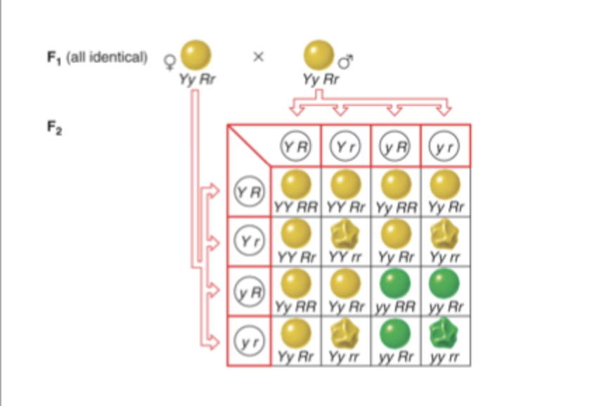 Solved The figure that follows shows one of Mendel's | Chegg.com Solved The figure that follows shows one of Mendel's | Chegg.com