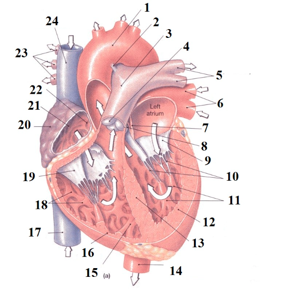 Solved 1. left ventricle﻿ 2. pulmonary | Chegg.com