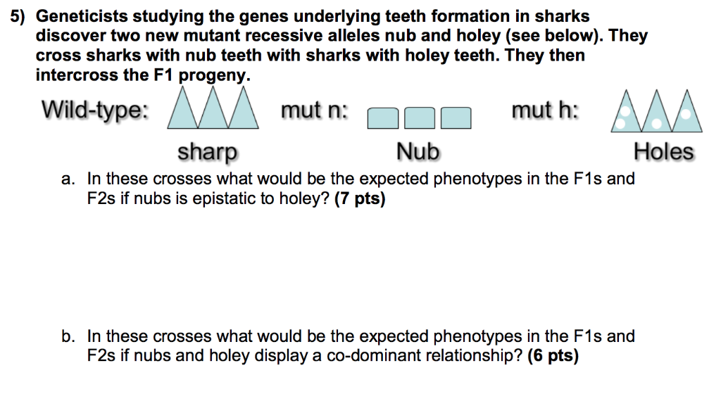 Solved 5) Geneticists studying the genes underlying teeth | Chegg.com