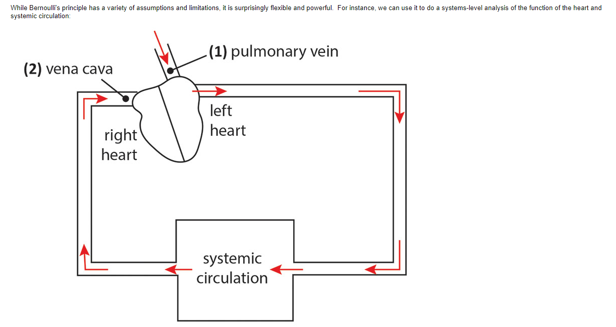 Solved systemic circulation: (2) vena cava\r\nLet us | Chegg.com