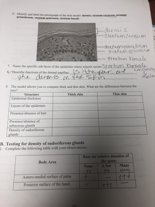 Solved 6. Identify and label the photograph of the skin | Chegg.com