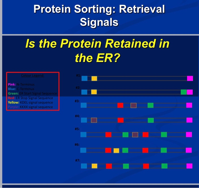 Solved Protein Sorting: Retrieval Signals Is the Protein | Chegg.com
