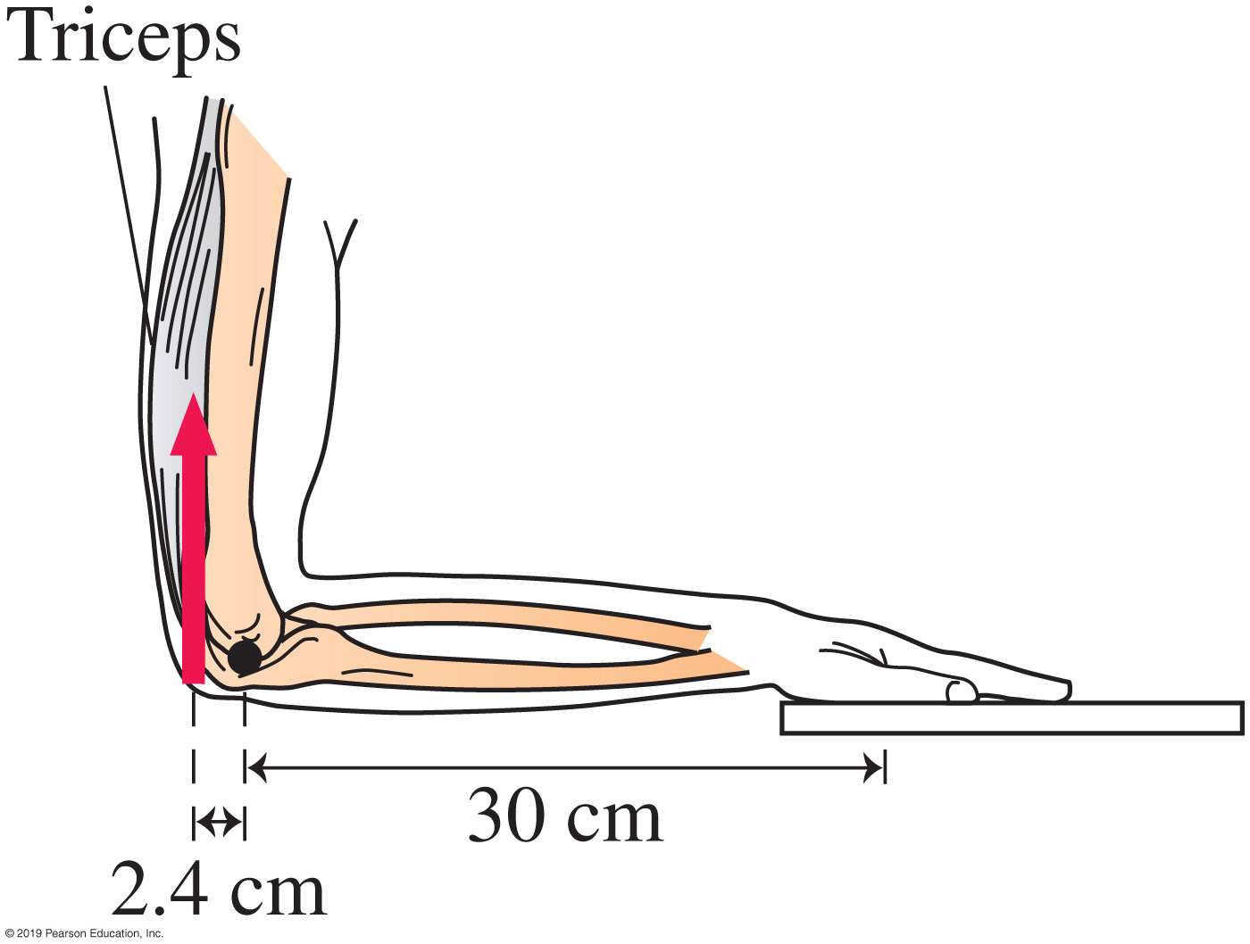 Solved Muscles can only contract, so they occur in pairs. In | Chegg.com