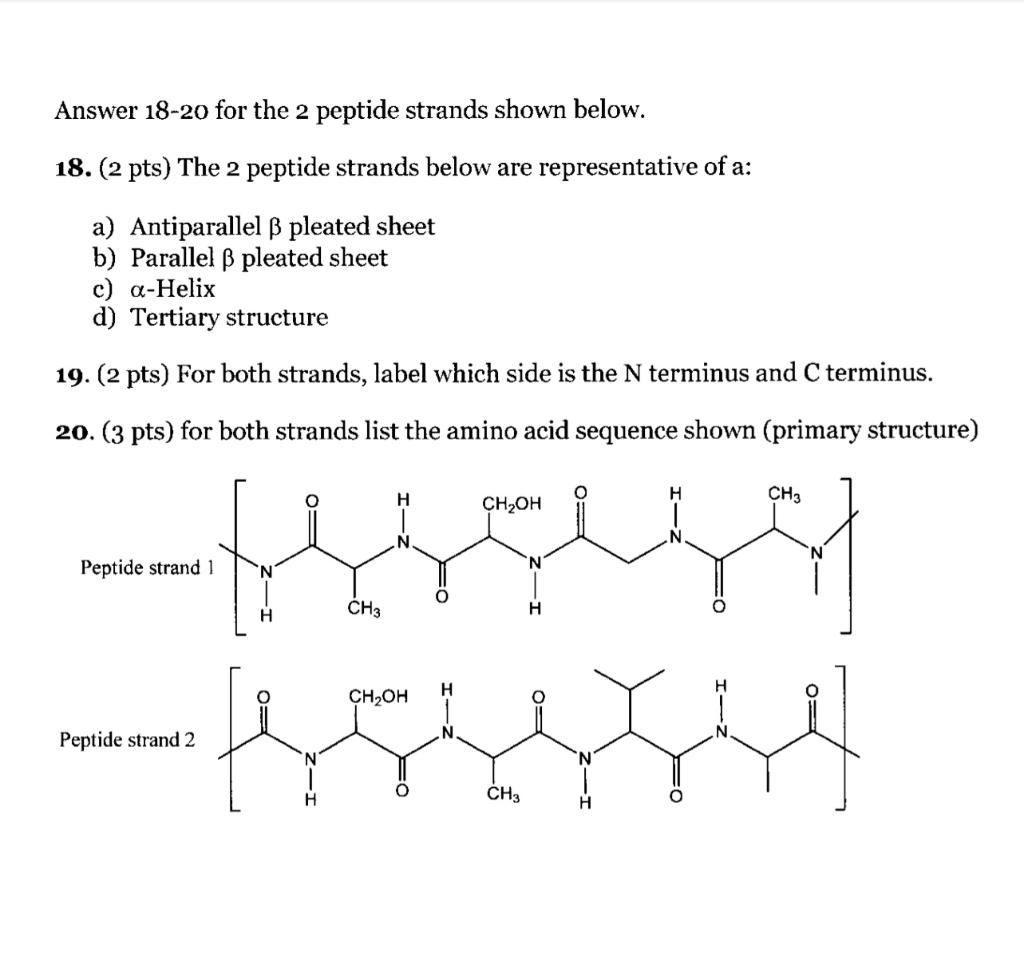 Solved Answer 18-20 for the 2 peptide strands shown below. | Chegg.com