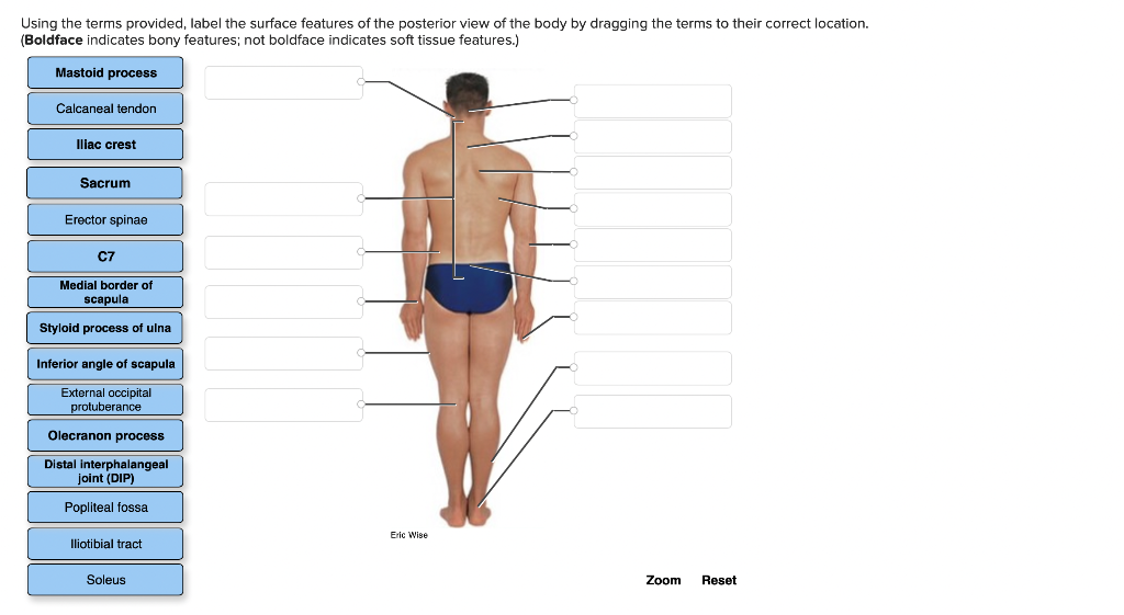 Solved Using the terms provided, label the surface features | Chegg.com