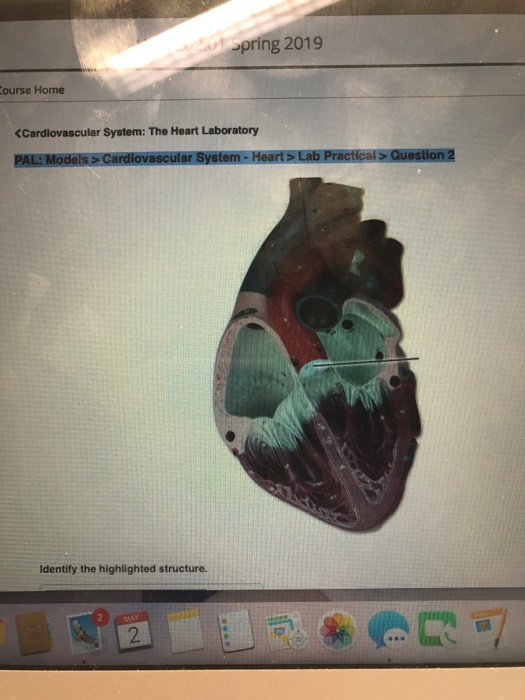 Solved HAN 202.01 Spring 2019 Course Home Cardiovascular | Chegg.com