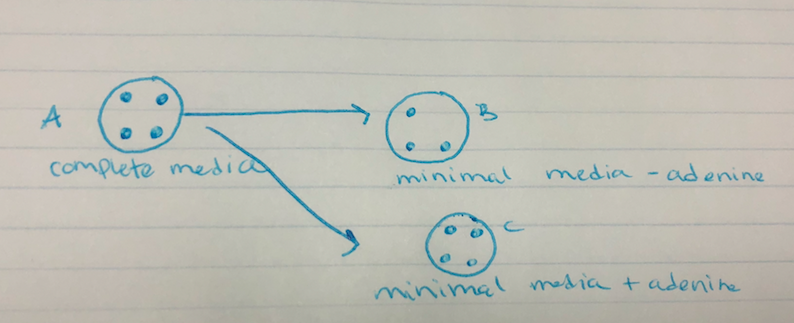 Solved In the replica plating experiment below, which | Chegg.com