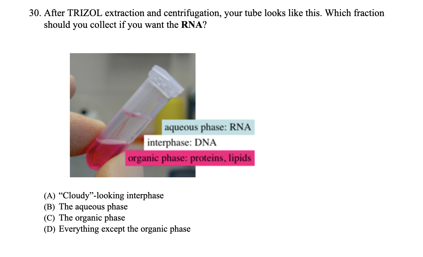 Solved 30. After TRIZOL extraction and centrifugation, your | Chegg.com