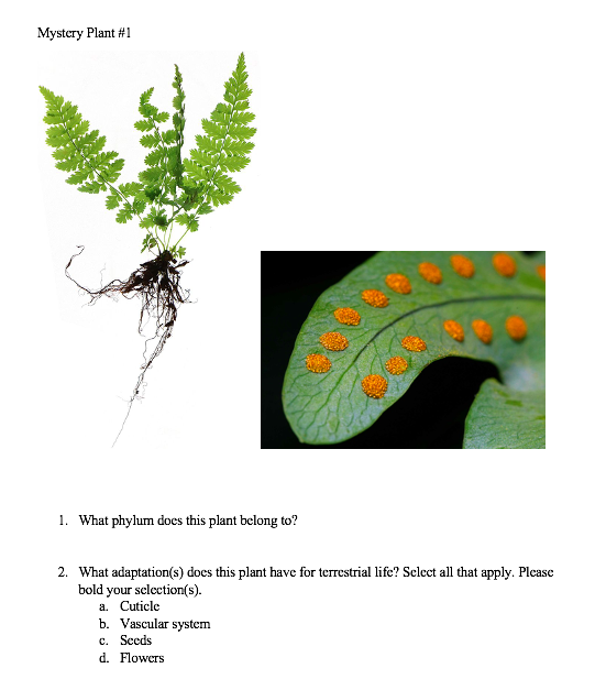 Solved Mvsterv Plant \#1 1. What phylum does this plant | Chegg.com