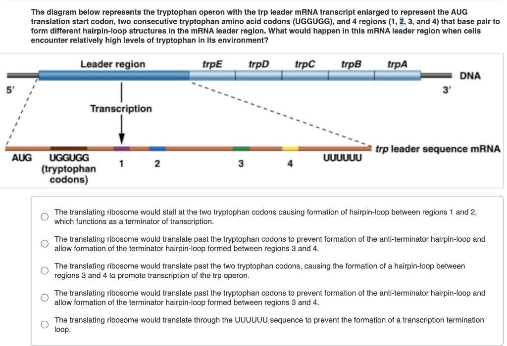 Solved The diagram below represents the tryptophan operon | Chegg.com