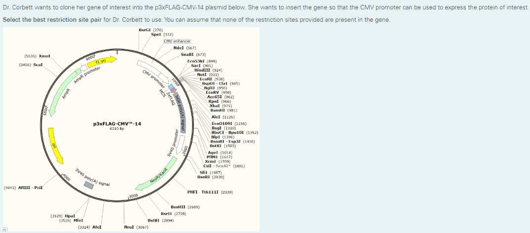 Solved Which one is the best restriction site pair? a. Sacl | Chegg.com