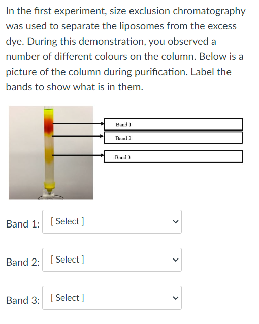 In the first experiment, size exclusion | Chegg.com