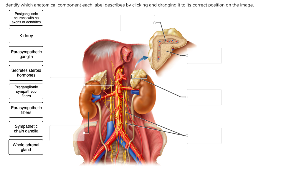 Solved Identify which anatomical component each label | Chegg.com