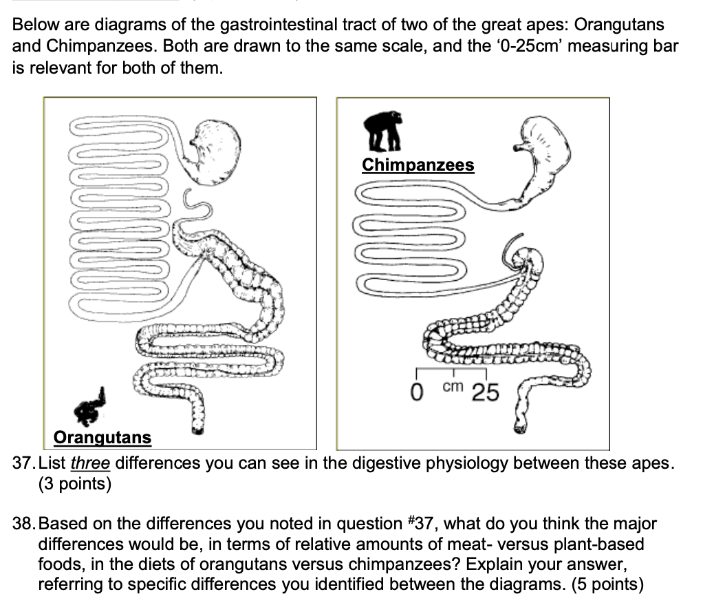 Solved Below are diagrams of the gastrointestinal tract of | Chegg.com