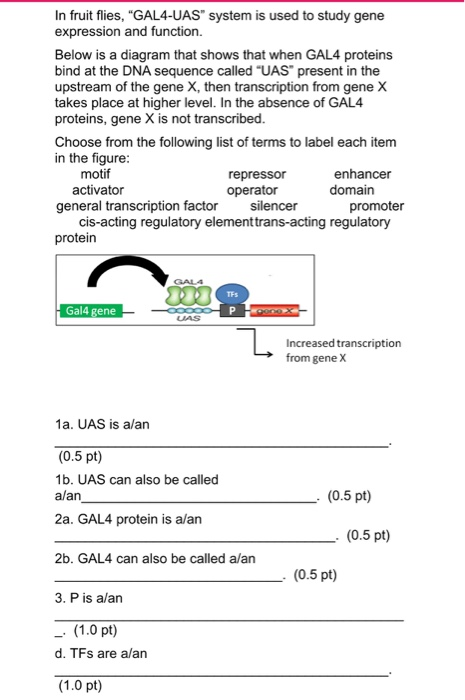 Solved In fruit flies, "GAL4-UAS" system is used to study | Chegg.com