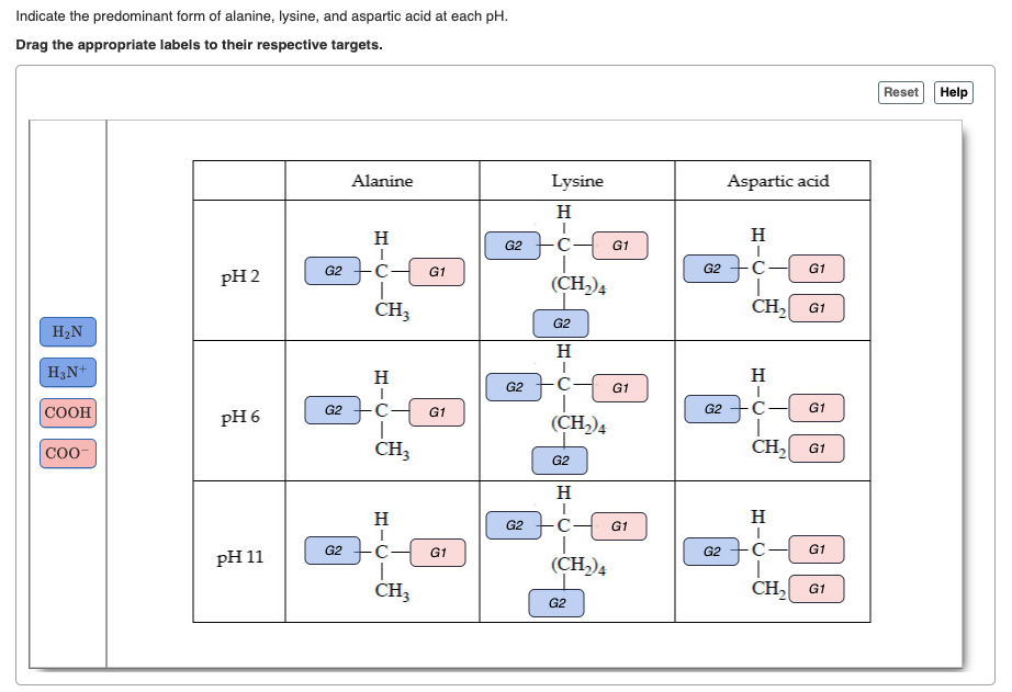 Solved Indicate the predominant form of alanine, lysine, and | Chegg.com
