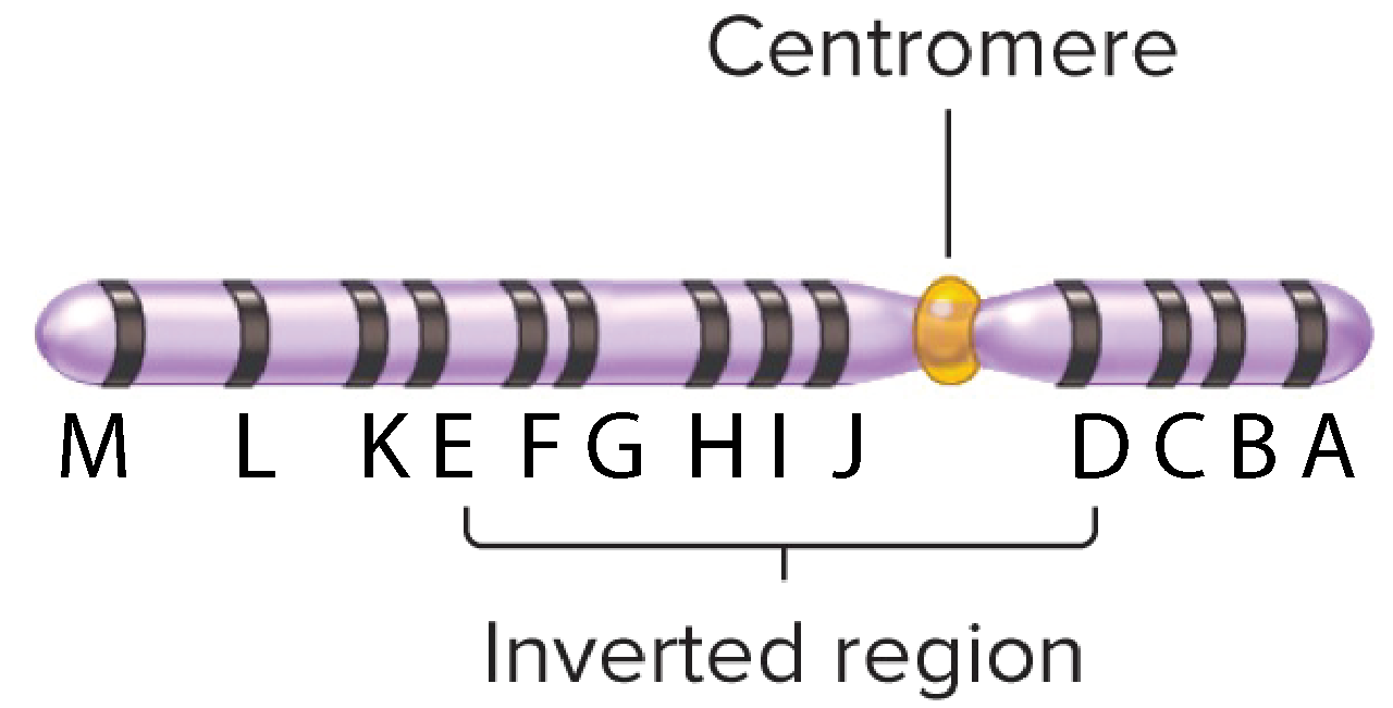Solved What is the result if crossing over occurs between | Chegg.com