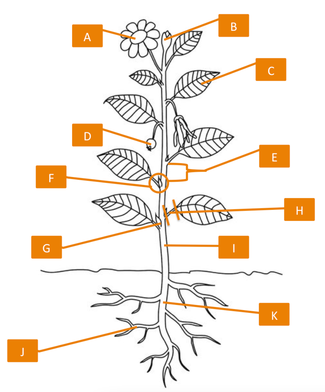Solved ANSWER A- ﻿K !!answer options: flower, bud, leaf, | Chegg.com