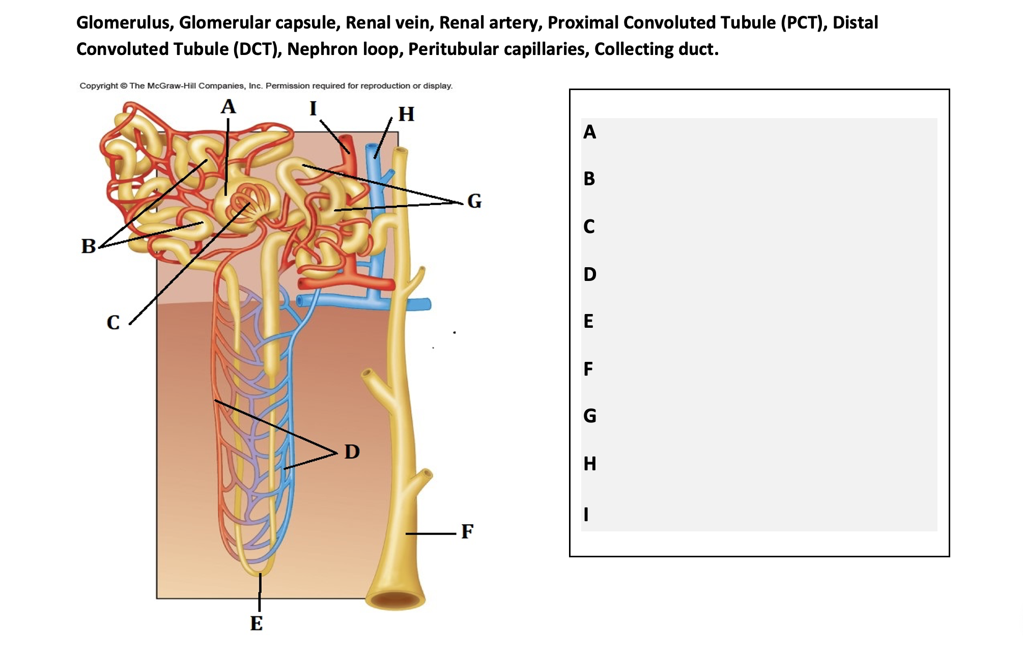Solved Glomerulus, Glomerular capsule, Renal vein, Renal | Chegg.com