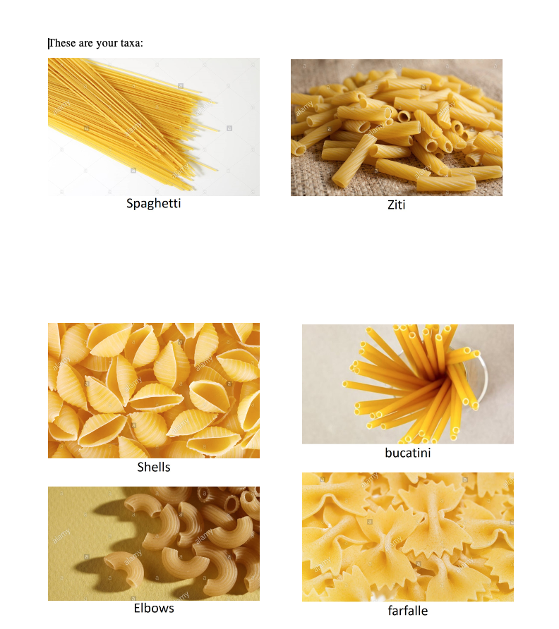 create a cladogram of these pasta and spaghetti as | Chegg.com