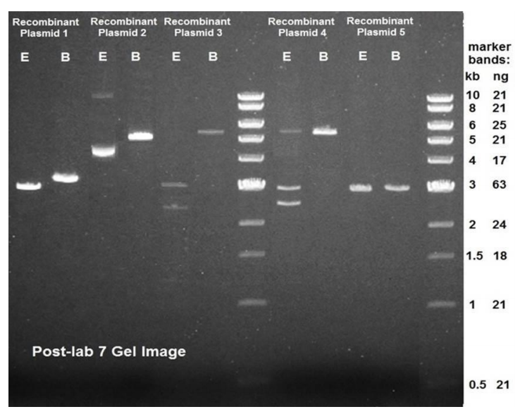 Solved 4. The student who had recombinant plasmid 4 was | Chegg.com